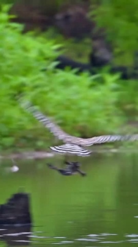 Frog's delta plane - Coub