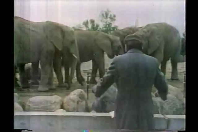 Glenn Gould conducting the elephants - Coub