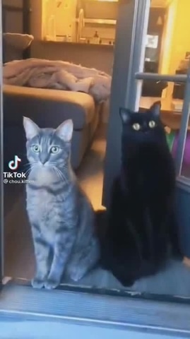 Two cats, One braincell - Coub