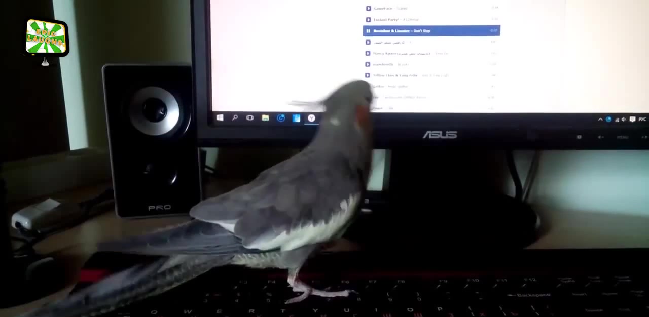 Dubstep parrot - Coub