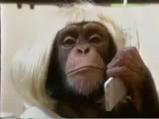 Monkey-Ed Movie: Scream - Coub