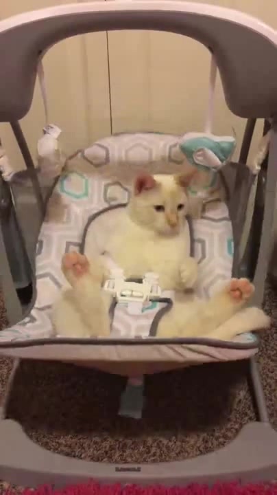 Cat playing in a baby swing - Coub