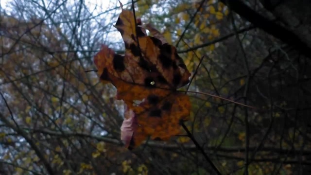 Листва [Carbon Based Lifeforms - Leaves (extended)] - Coub