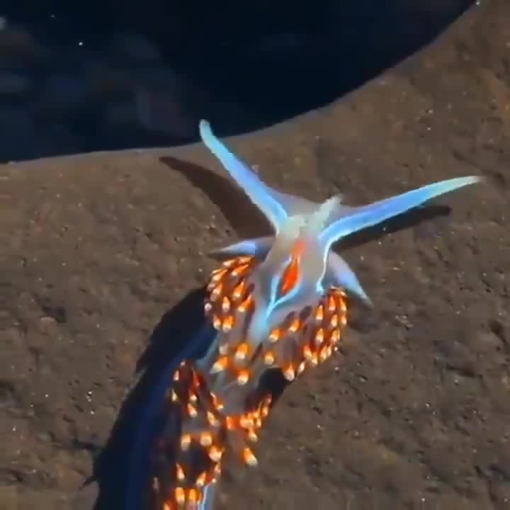 Aliens confirmed under water - Coub