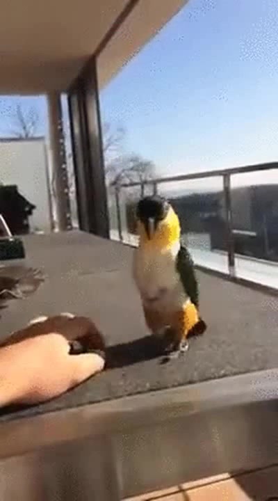 DANCING PARROT - Coub
