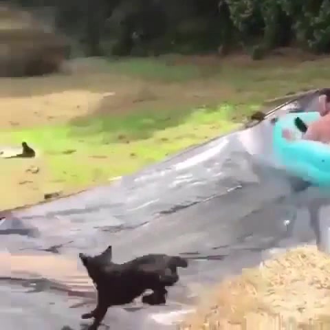 jumping doggo - Coub