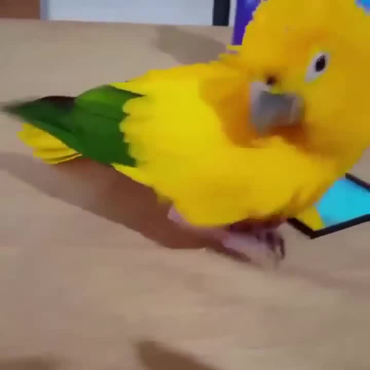DANCING BIRD (CUTE!!!) - Coub