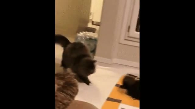 Freestyler cat - Coub