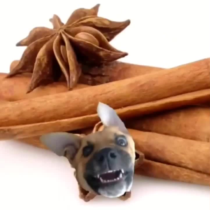 Doggo | song: SIVIK - High - Coub