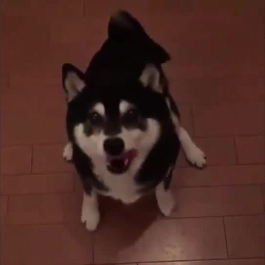 Irish Tap Dancing Dog - Coub