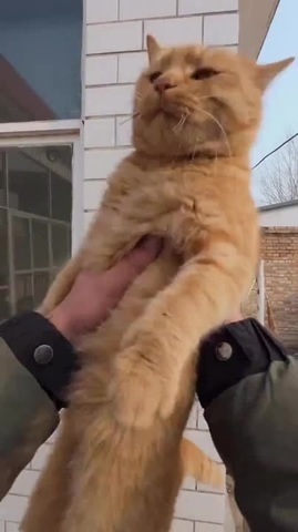 Bandit cats - Coub