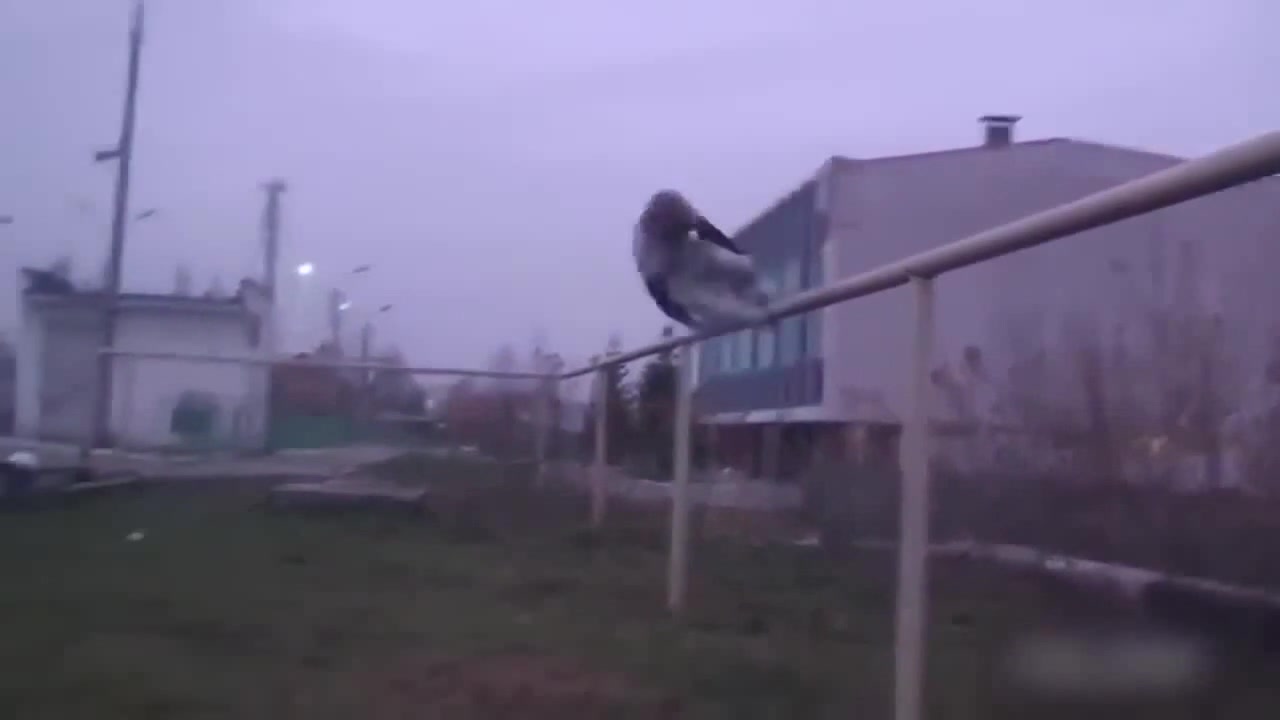 Parkour - Coub
