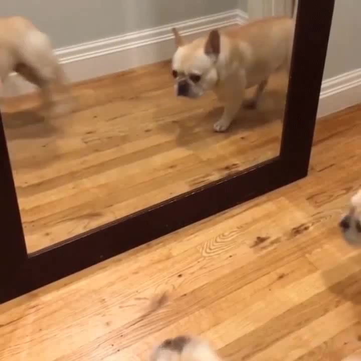 King Of The Road - Coub