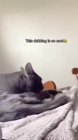 Funniest cats - Coub