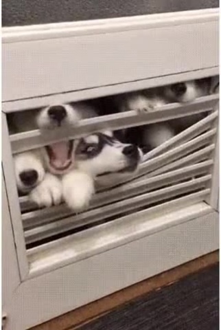 Cute husky zombies - Coub