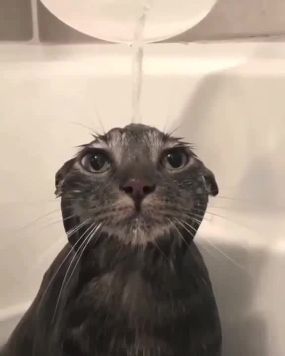 Cat in Deep Thought - Coub