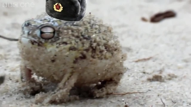 Angry frog russian - Coub