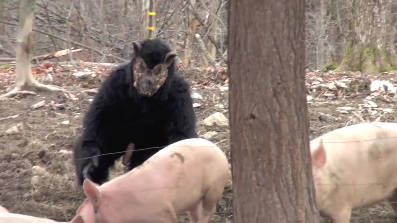 IT'S AN HORNY HOGZILLA - Coub