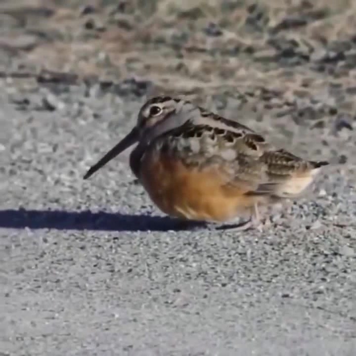 Funny Dancing Bird - Coub