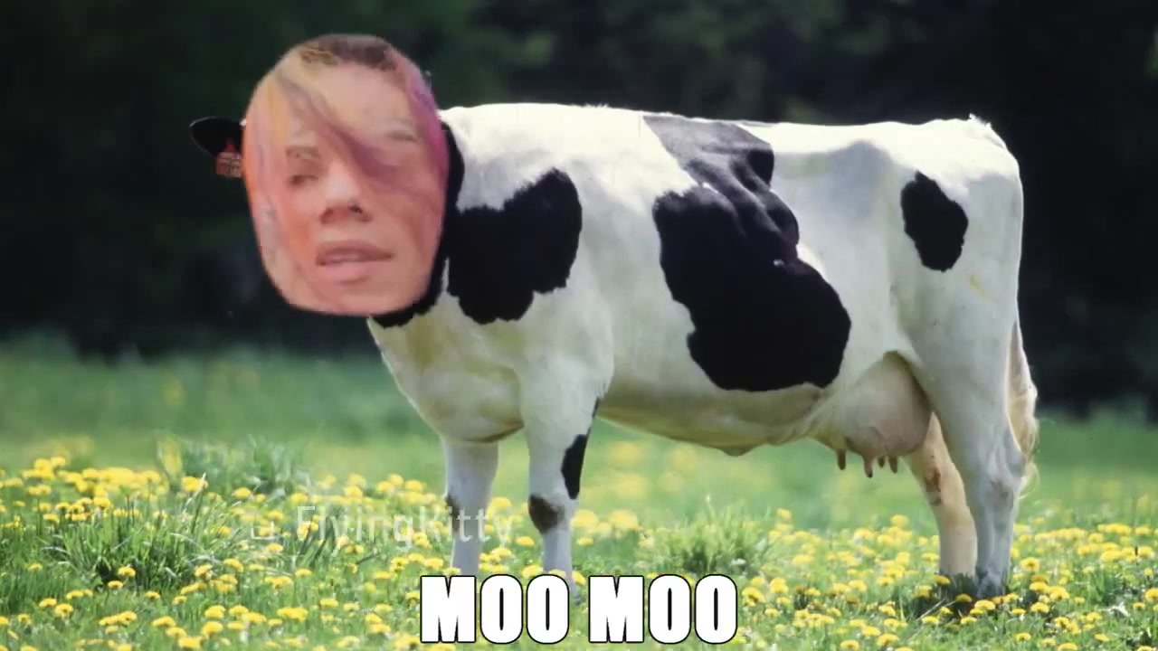 moo moo - Coub