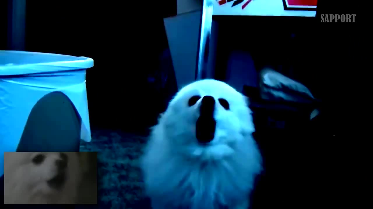 Blue Gabe the Dog - Coub