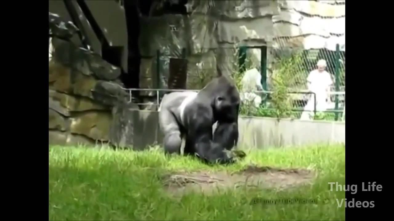 Thug Life gorilla - Coub