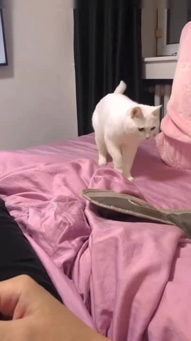 When my cat hears me beatboxing - Coub