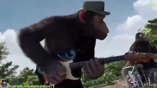 Monkey gop stop - Coub