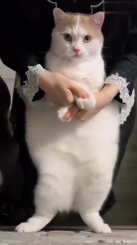 Dom Dom Yes Yes - Coub