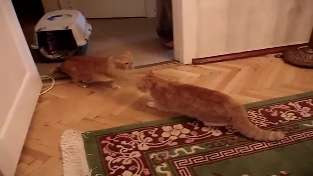 The vile act, cat rage - Coub