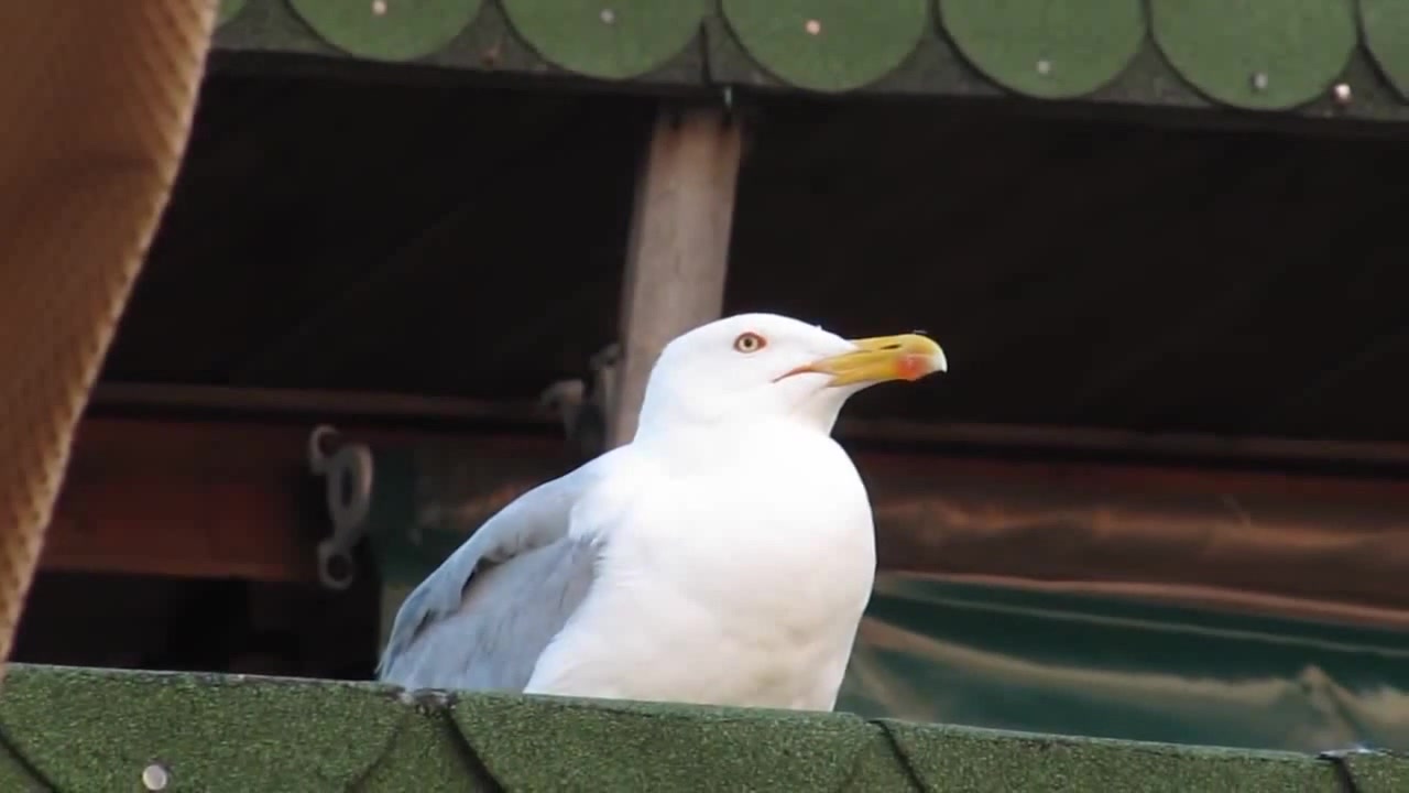 angry seagull - Coub