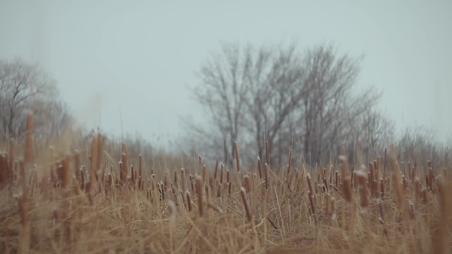 simplicity #livecoub - Coub