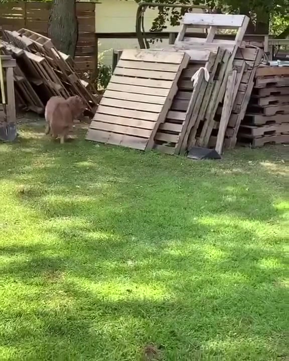 Let's play | Run, Forest, run - Coub