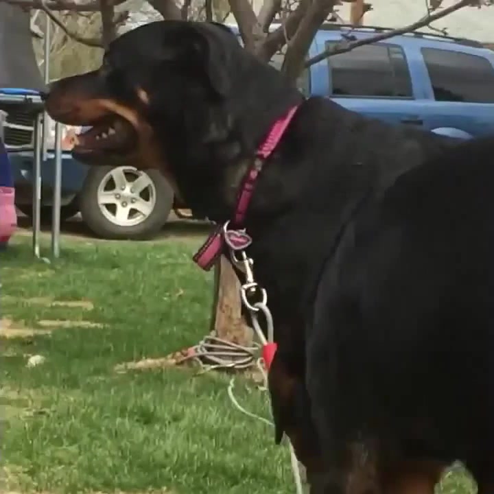 RIP VINE Compilation (Animal Edition) - Coub