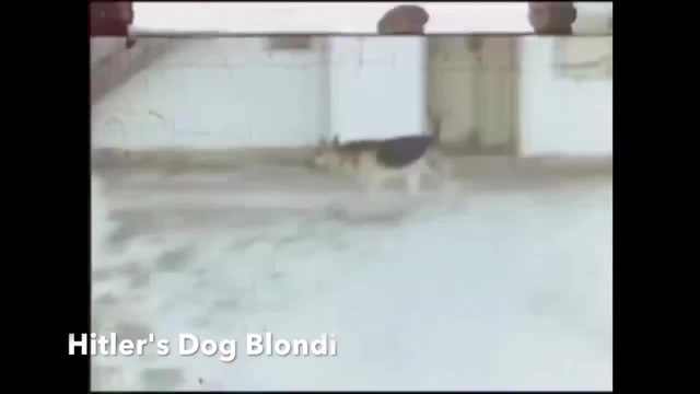 Hitler's Dog Schnappi - Coub