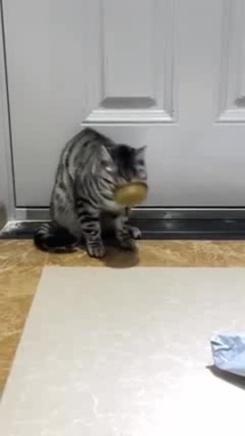 Let's rock, everybody, let's rock - Coub