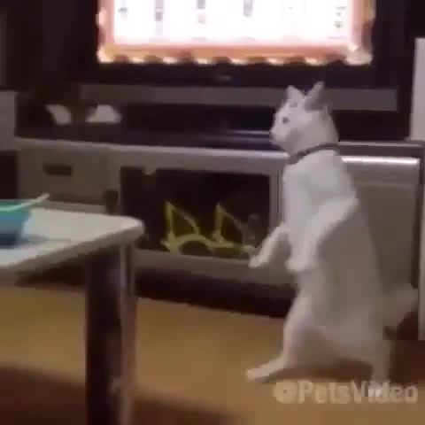 Take seven steps back 😹🔥 - Coub