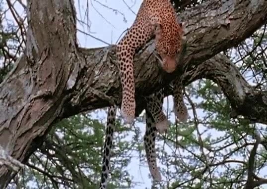 lonesome leopard - Coub