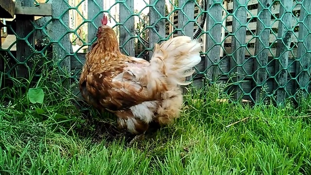 Chicken digging grass @ Sholerov's dacha 14.08.2013 - Coub