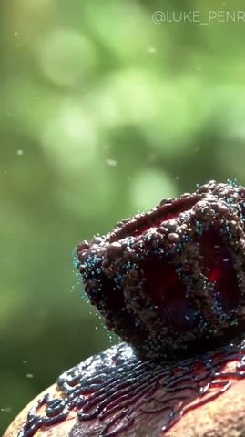 The art of seduction. - Coub