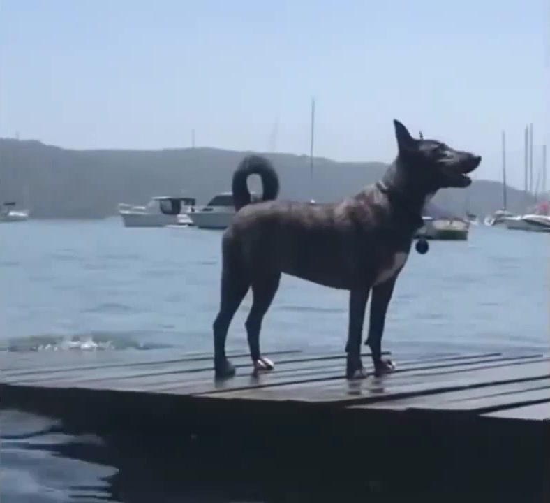 beach dog fail - Coub