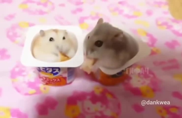 Hamster slap - Coub