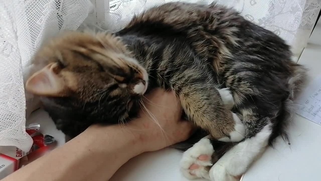 Sleepy Kitten - Coub