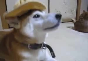 Criminal Doggo - Coub