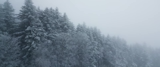 Winter Wonderland - Coub