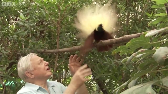 #TBsampling KyKyKy "SampleBird" - Coub