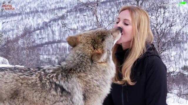 LARGE NORWEGIAN WOLVES - BITE, FIGHT & FLIGHT - Coub