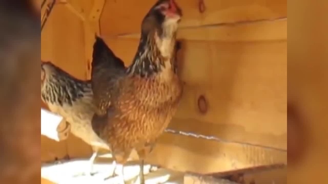 Eiffel - I'm Blue (Animal Cover) - Coub