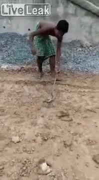 Don't mess with the snake. - Coub