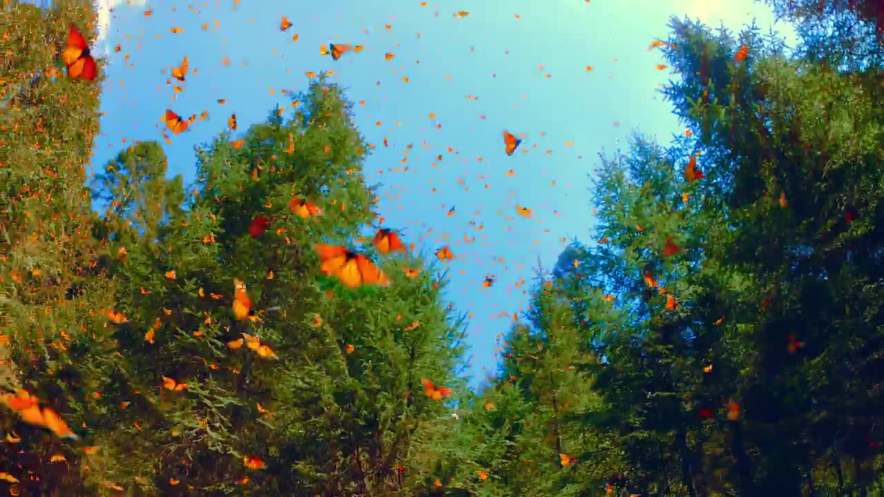 Butterflies Bassnectar - Coub